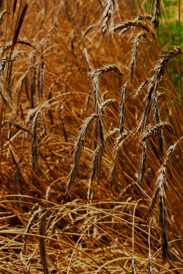 Jaywalk Heirloom Rye Whiskey | 114-116 Proof | NY Distilling Co.